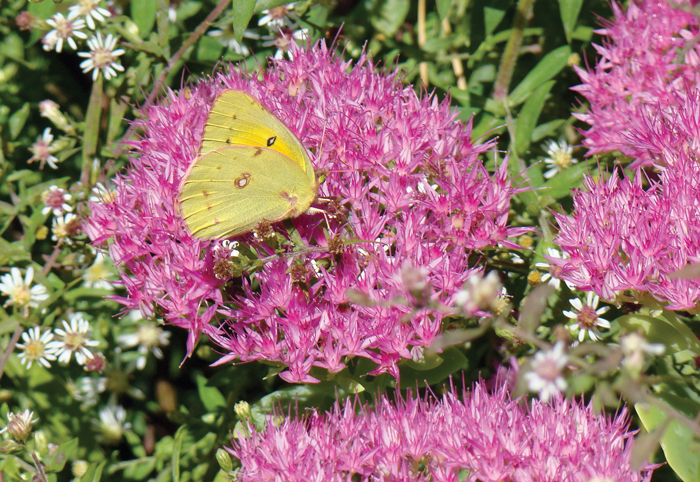 Caterpillar to Butterfly Process - Grit